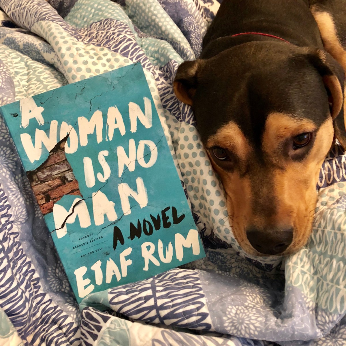 Book Review: A Woman is No Man by Etaf Rum – Saturday Nite Reader